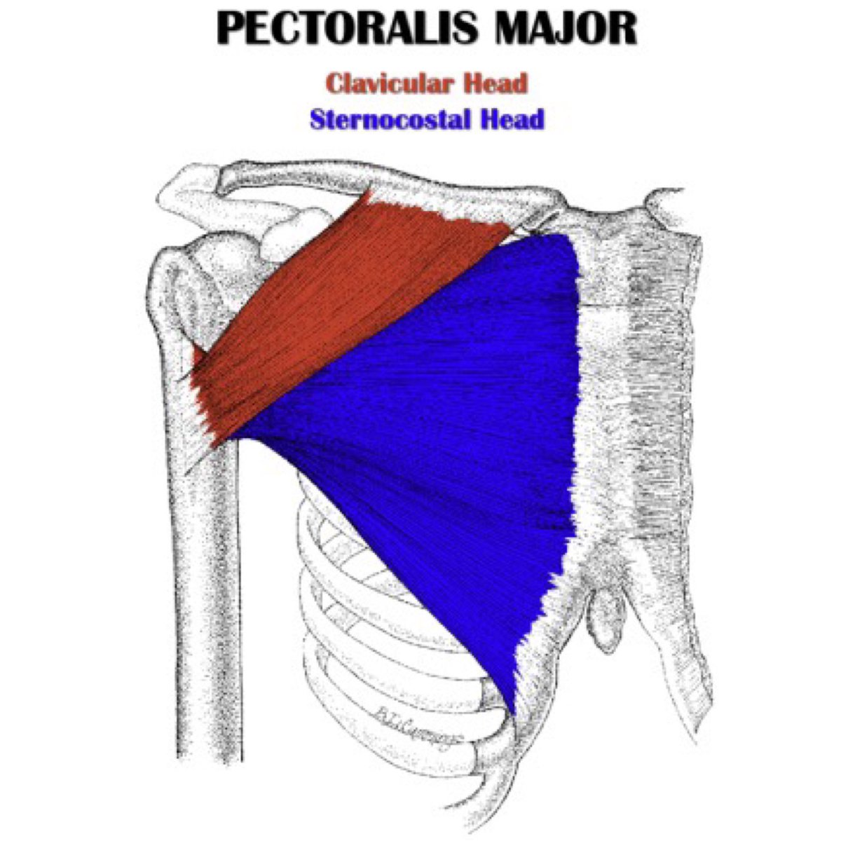 Pectoralis Minor Cadaver