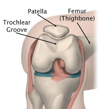 Trochlear Knee