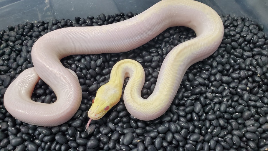 Burmese Python Morphs