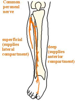 Superficial Peroneal Nerve Distribution