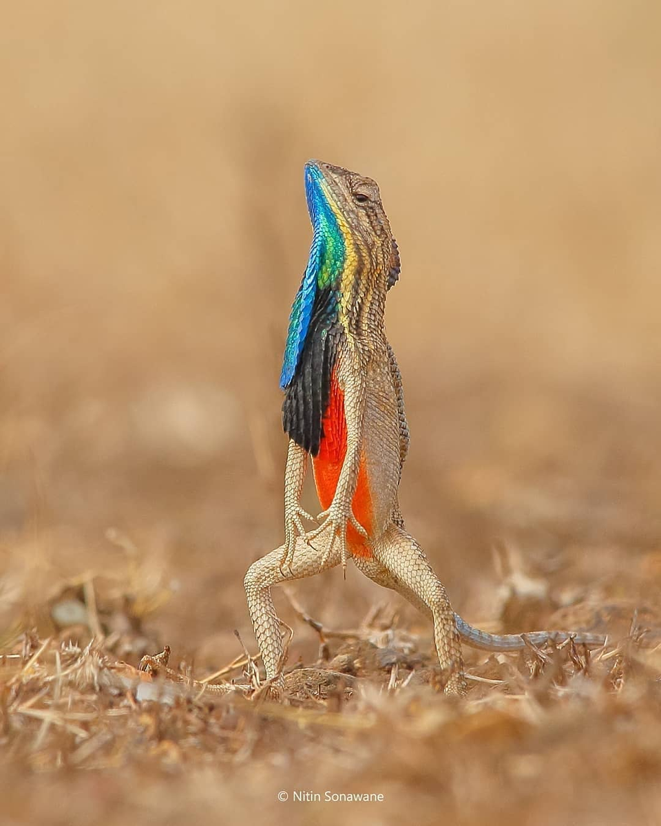 🔥 A Virginia opossum using its prehensile tail to bundle up leaves to ...