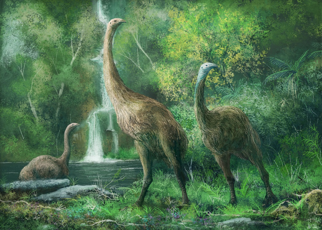 Dinornis Robustus