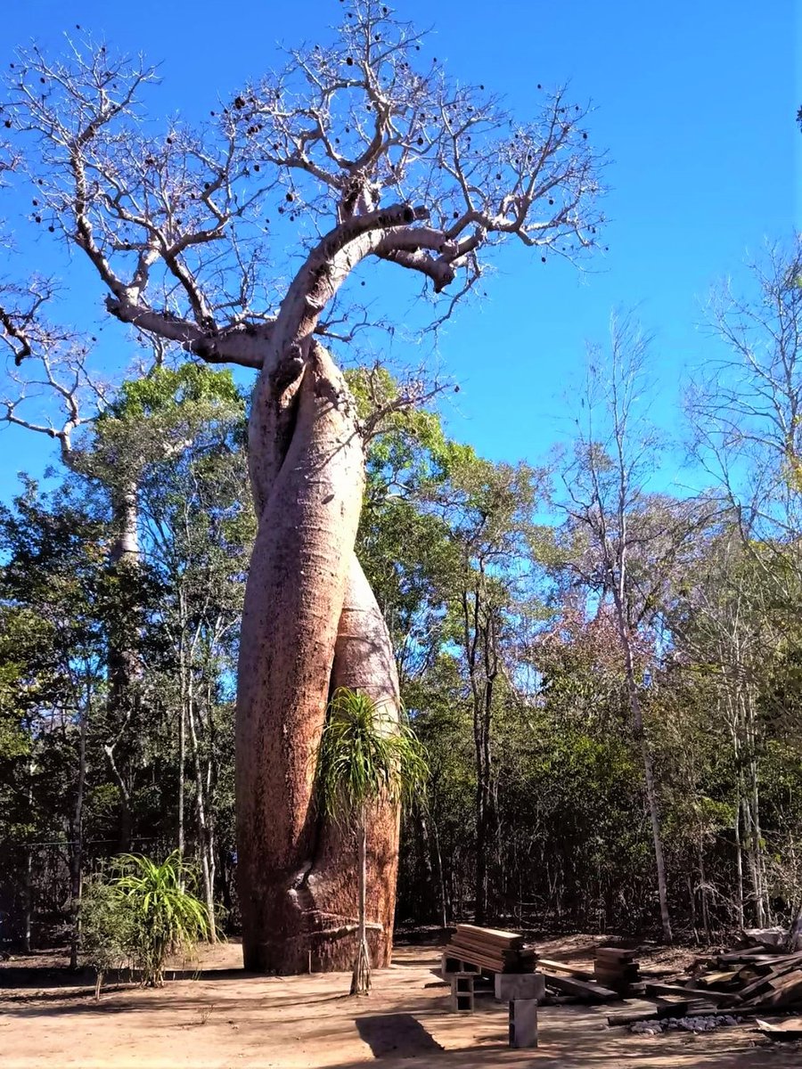 Beautifully twisted Adansonia rubrostipa : r/Baobab