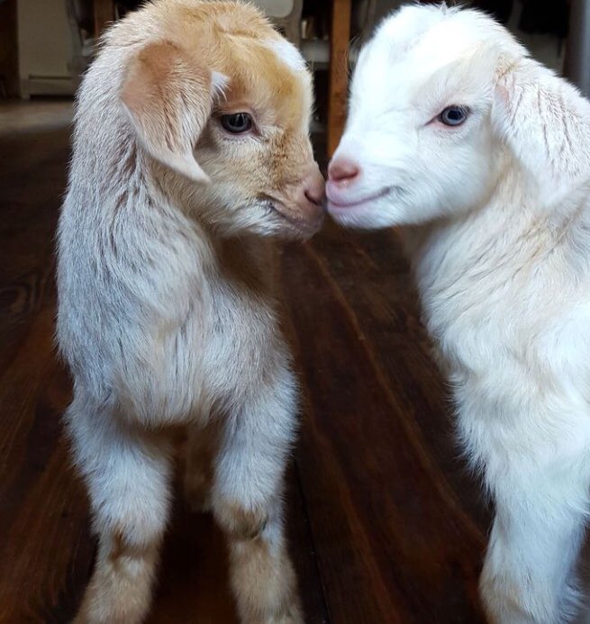 Cute Kid Goats