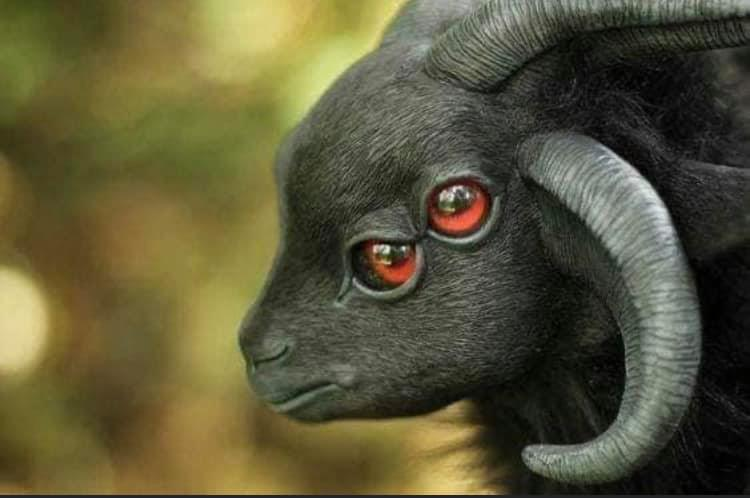 4 Horned Goat Satan