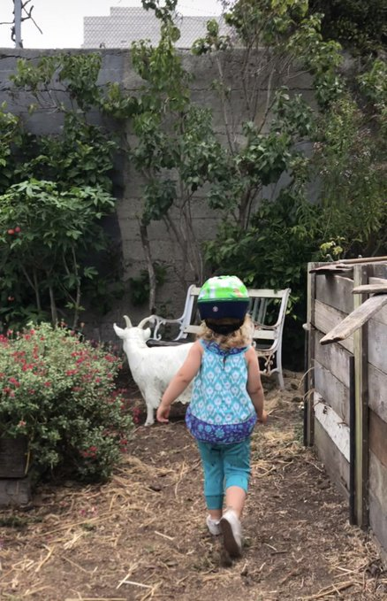 who let the goats out? on Twitter: "goats spotted in some garden in the ...