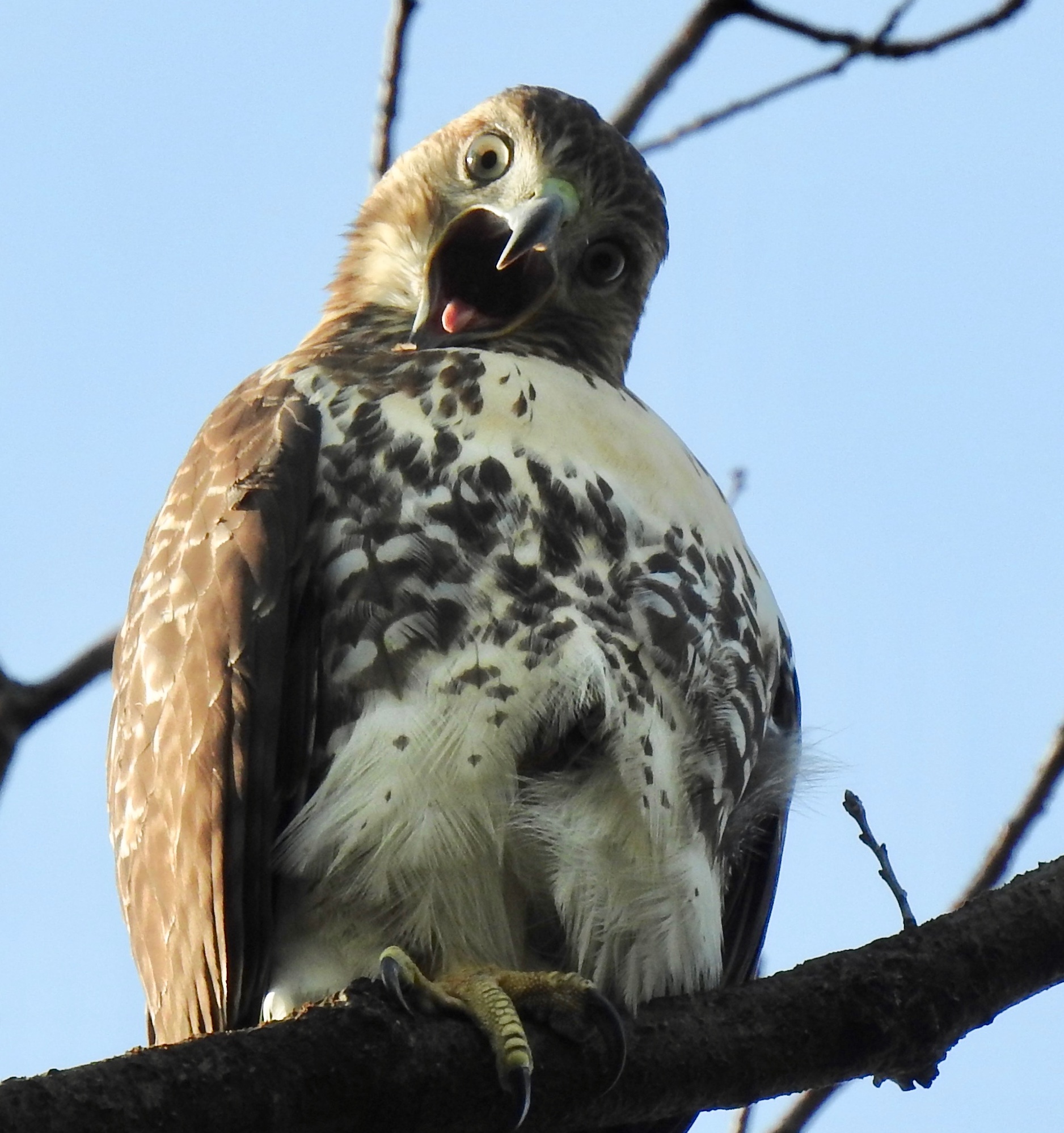 Red Tailed Hawk Face