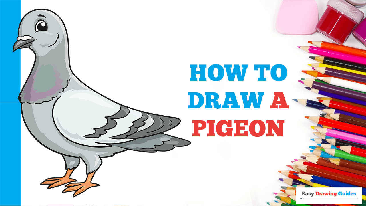 Pigeon Drawing For Kids
