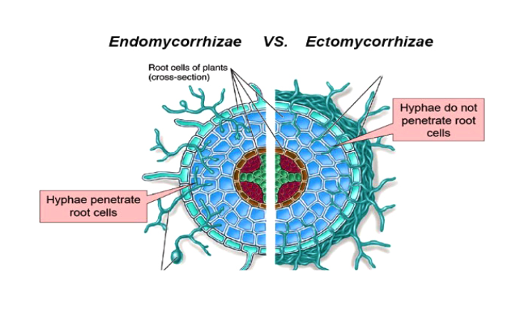 Endomycorrhizae