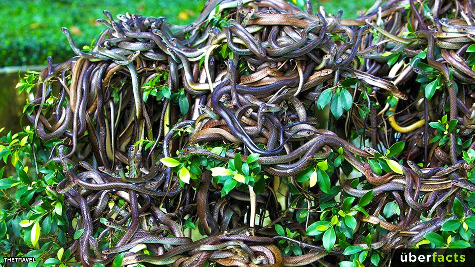 Snake Island Snakes Snake News: Australia's Own Snake Island, Where