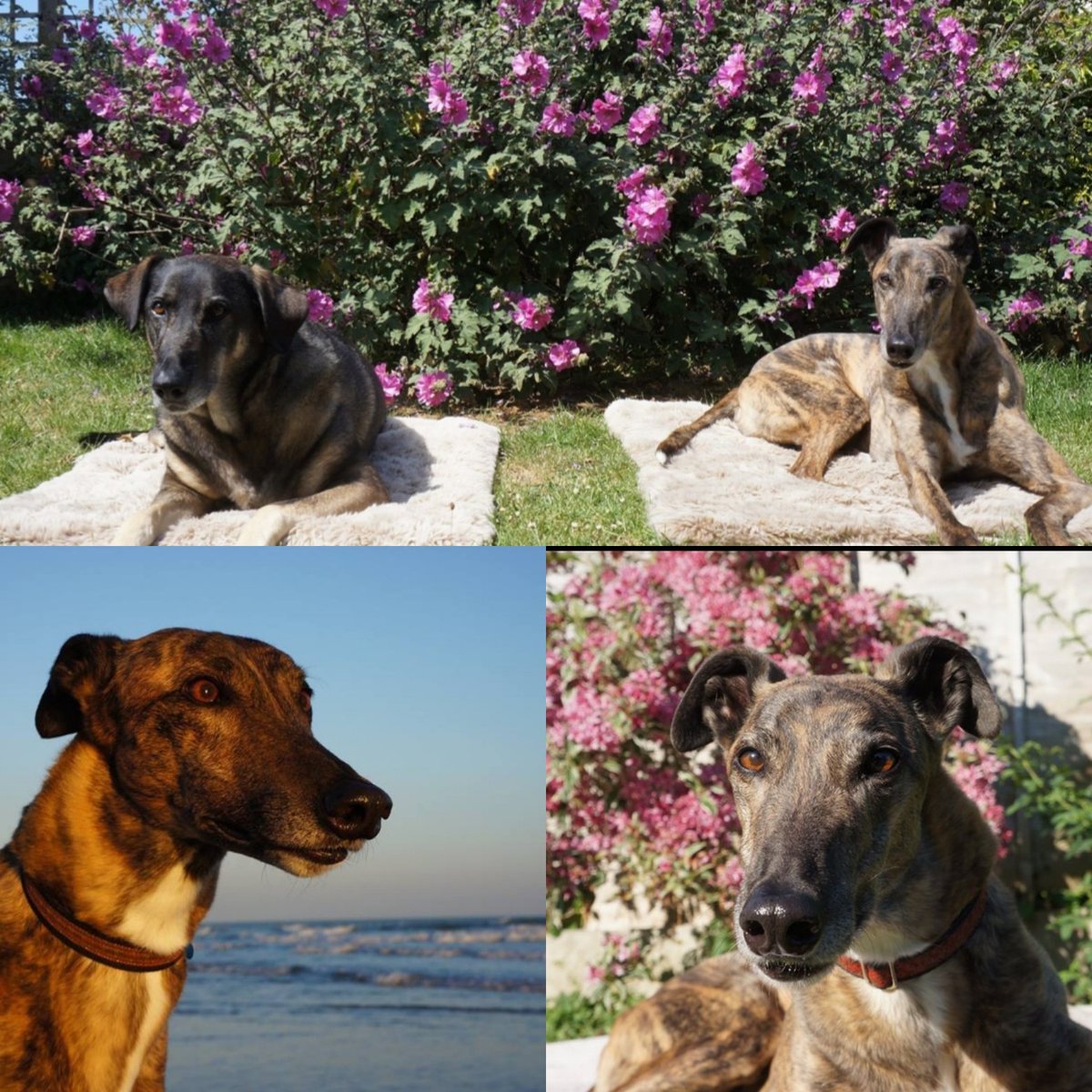 These two beauties attend awareness events to showcase that greyhounds ...