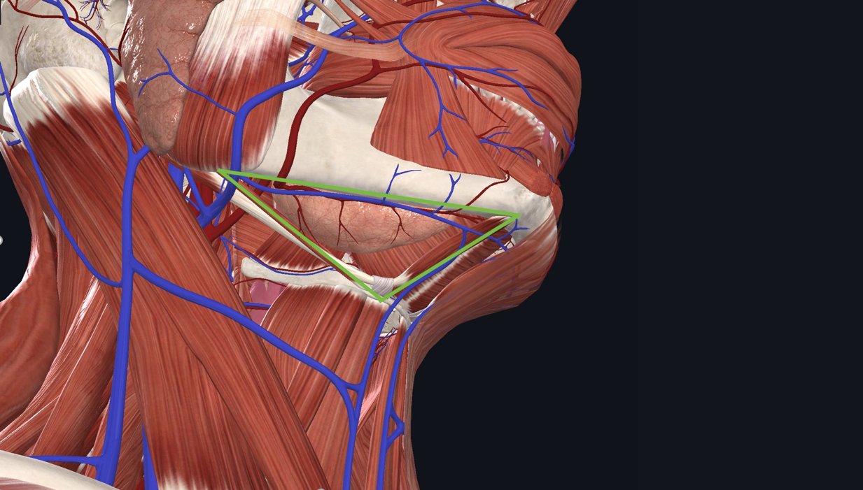 Submandibular Triangle