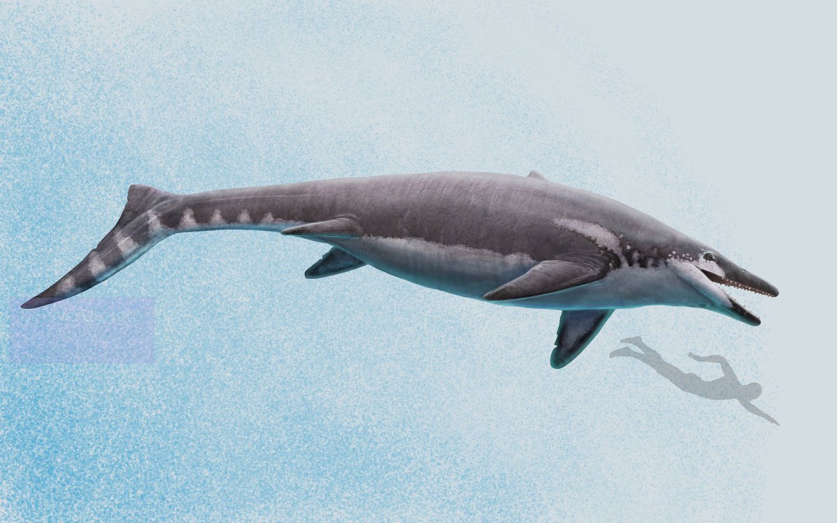 Twoucan - Gabriel N. U. (@SerpenIllus)