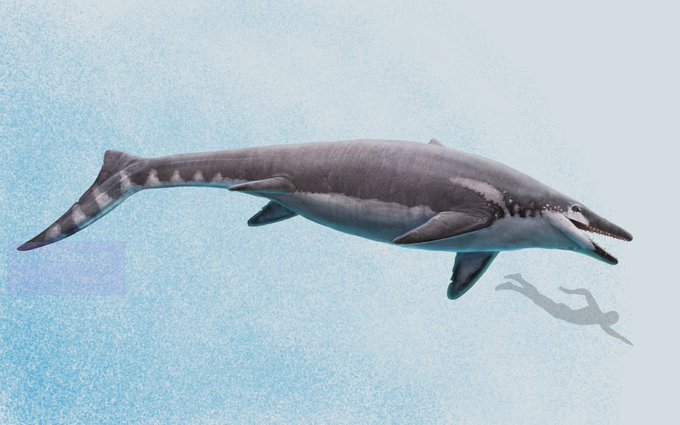 Twoucan - Gabriel N. U. (@SerpenIllus)