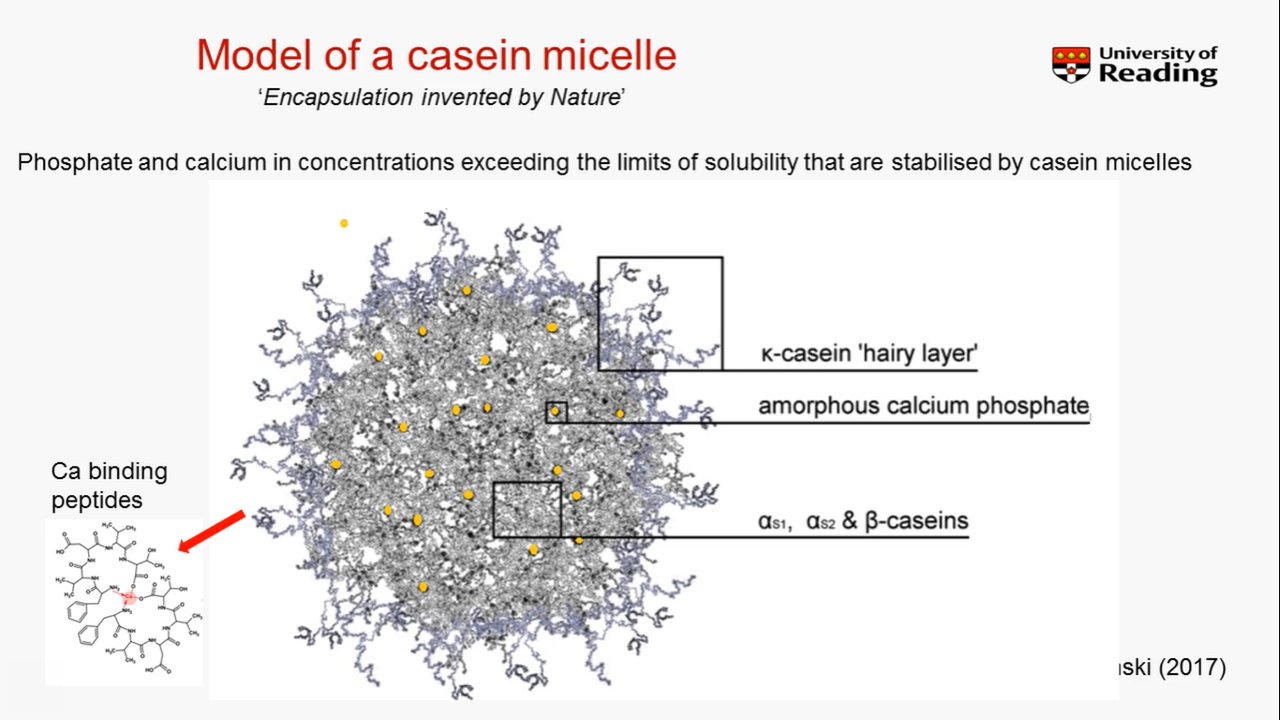 Calcium Caseinate Structure