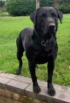 When Is A Labrador Fully Grown