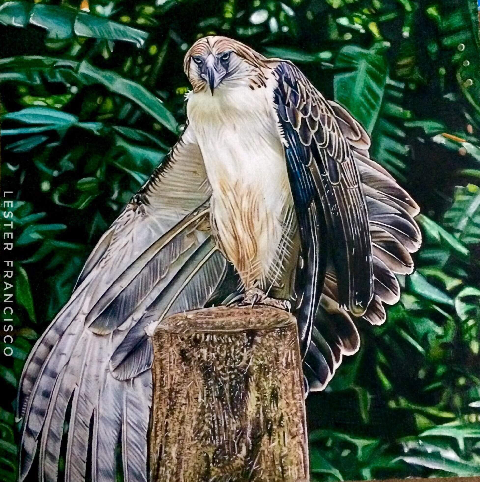 Philippine National Bird Eagle