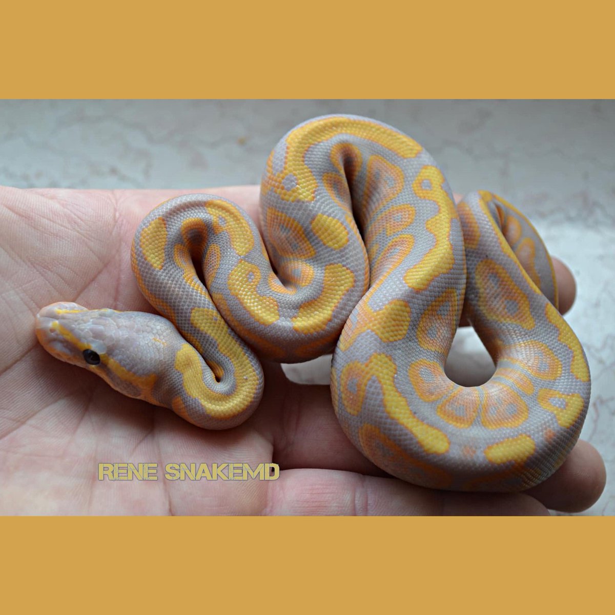 Iridescent Python
