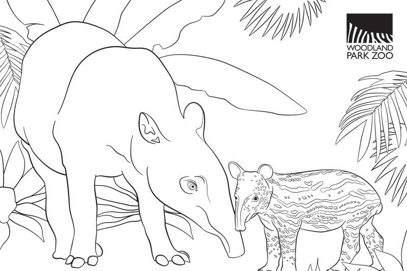 Tapir Coloring Pages