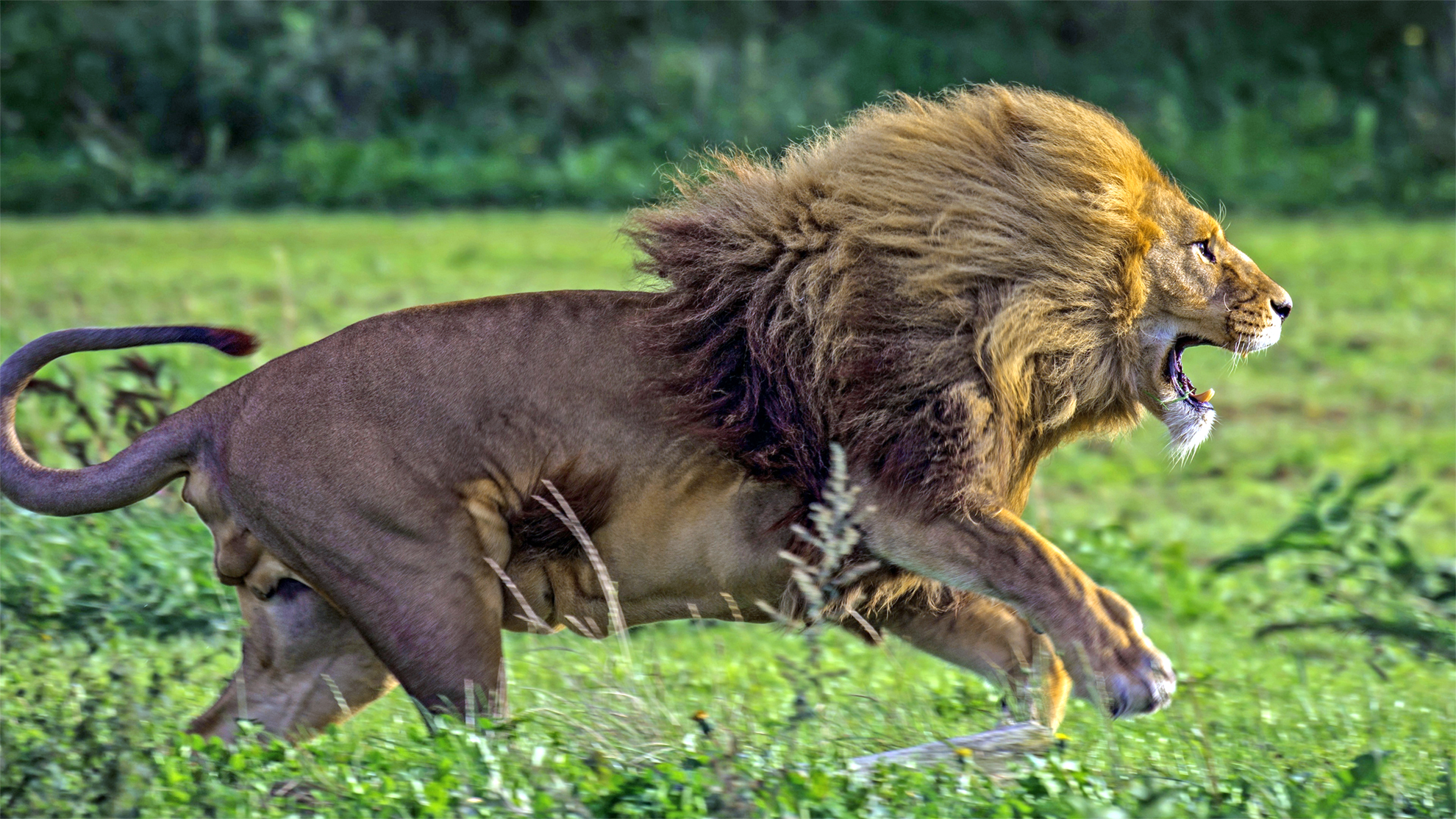 Running Lion Wallpaper