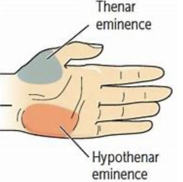 Thenar & hypothenar Eminences - Thread from OTs @Super_OTs - Rattibha