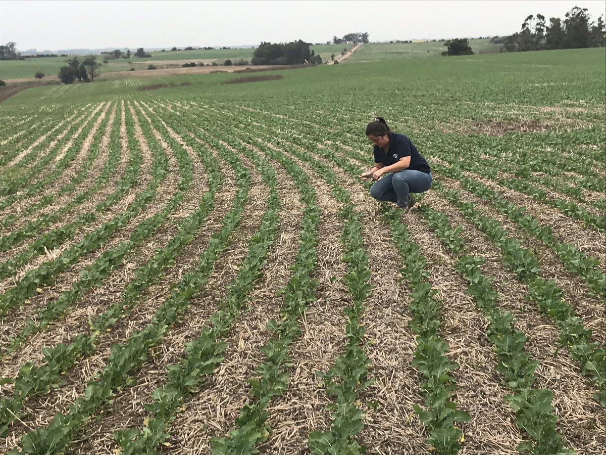 RM AGRO-Santiago Rodriguez Musa (@agro_rm) | Twitter