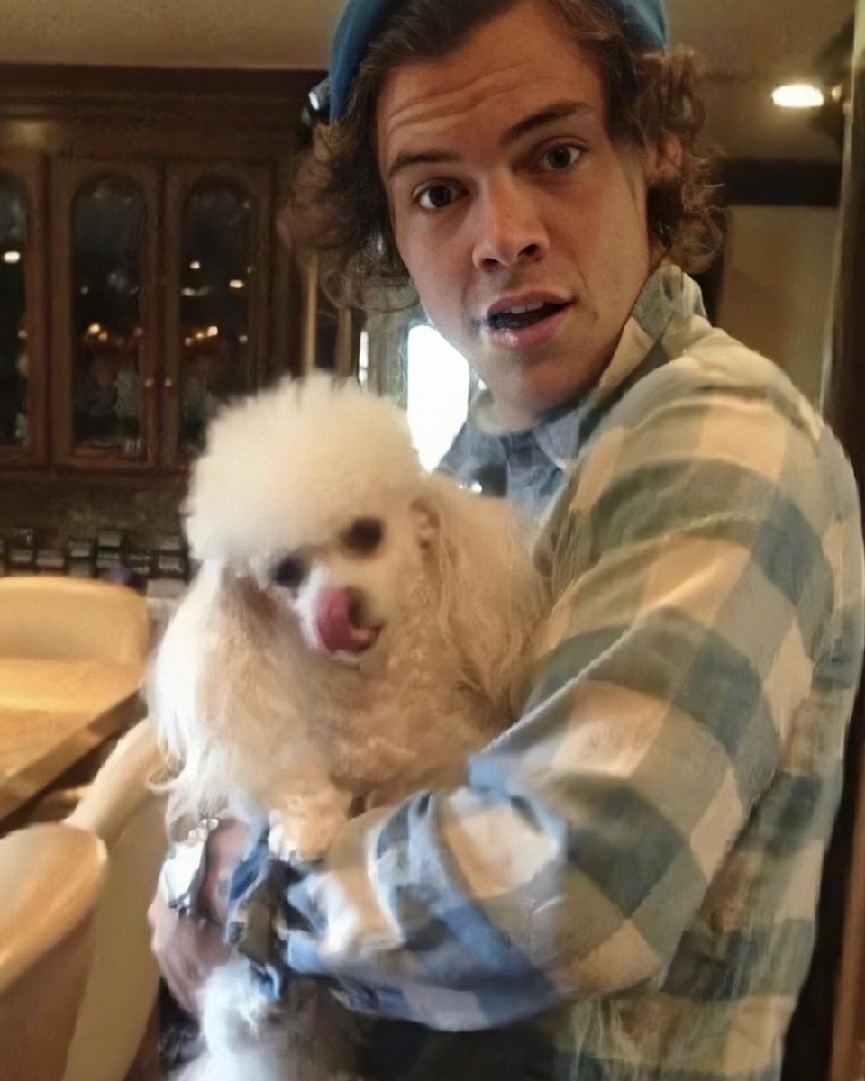 Harry Styles Puppy Dog Face