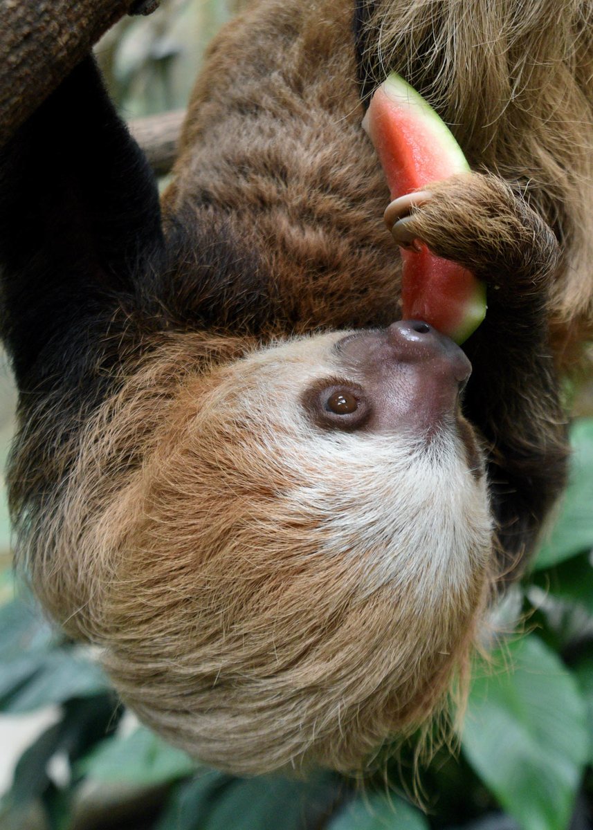 Sloth Eating Fruit