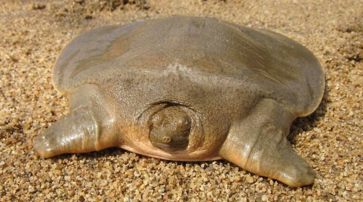 Yangtze Giant Softshell Turtle