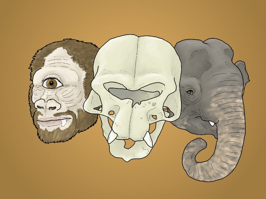 Elephant Skull Cyclops