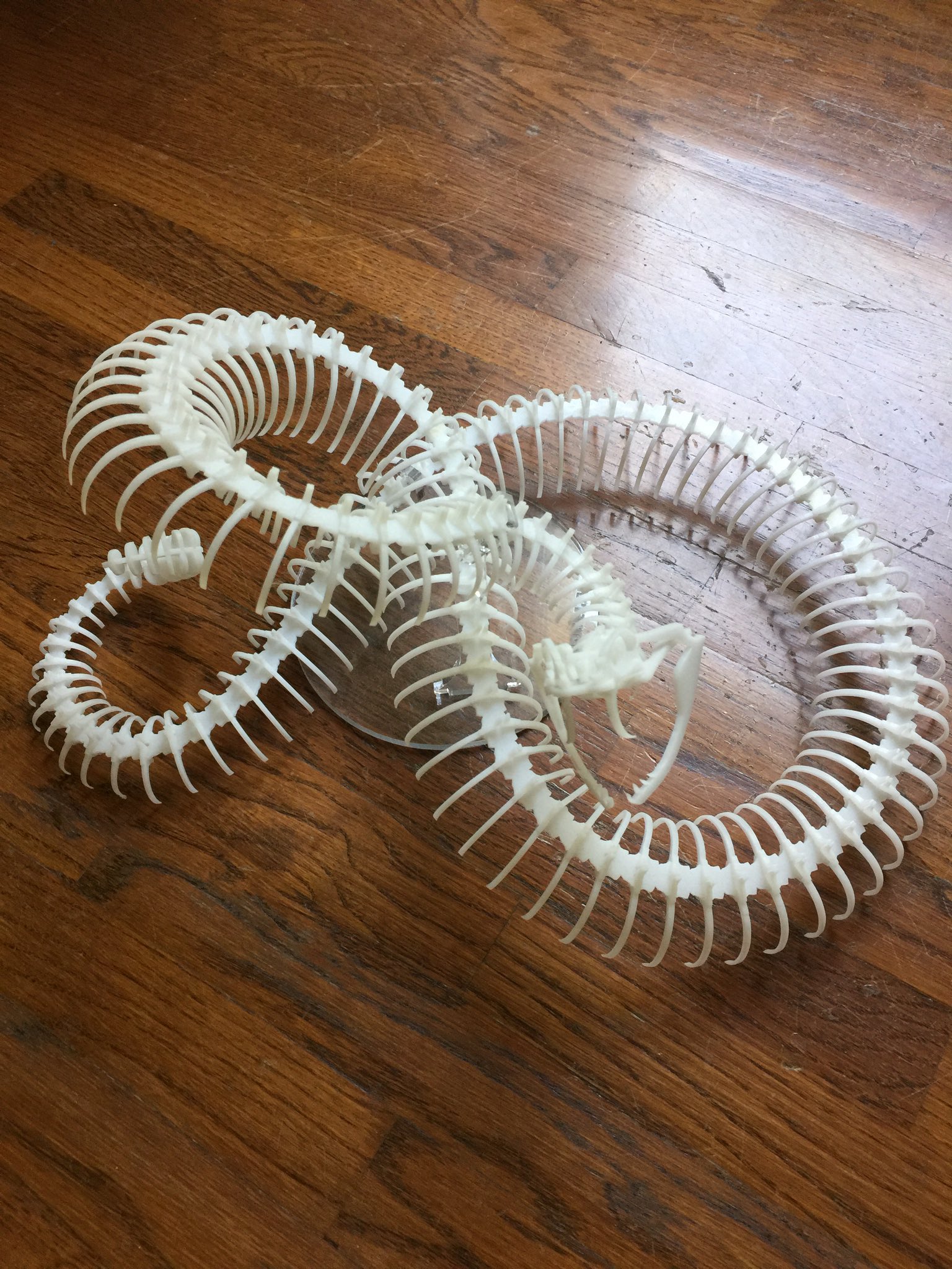 Rattlesnake Skeleton