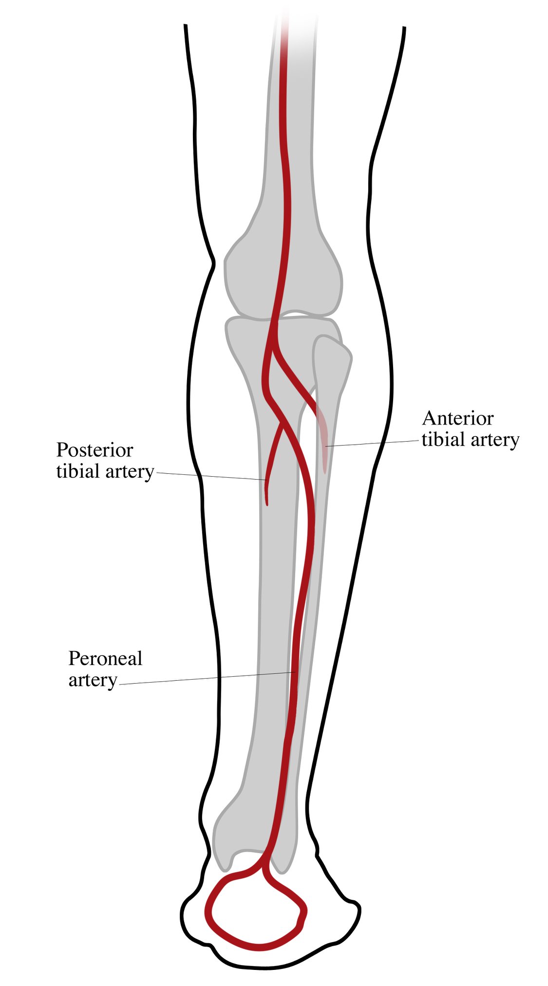 Anterior Tibial Artery