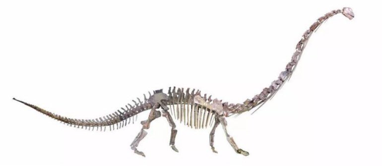 Mamenchisaurus Skeleton