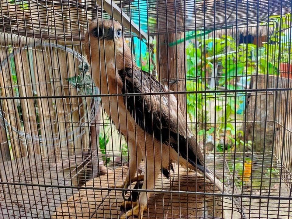 LOOK: A Philippine Hawk-eagle (Nisaetus philippensis) was rescued on ...