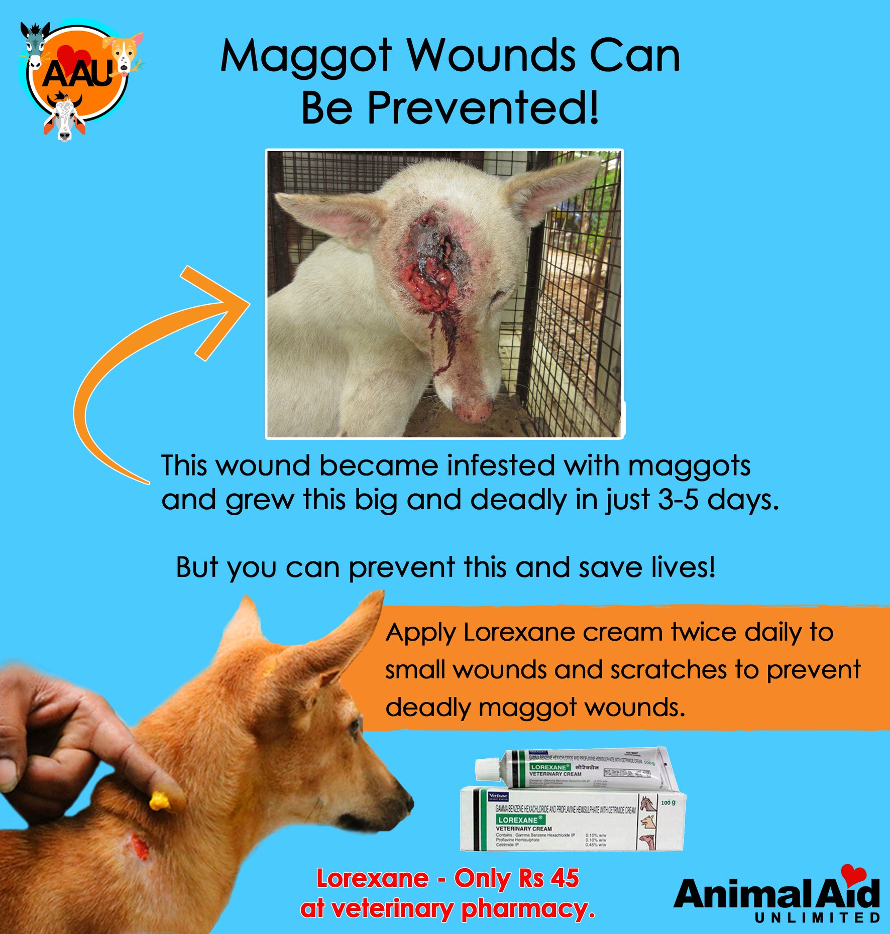 Are Maggots Harmful To Dogs
