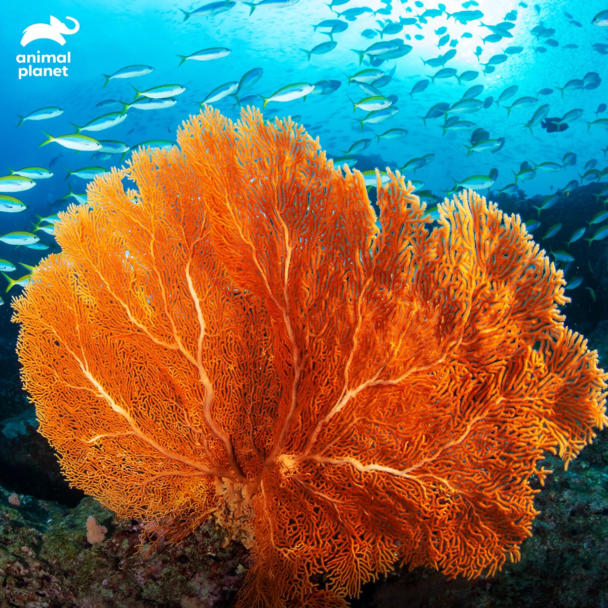 Fish That Looks Like Coral