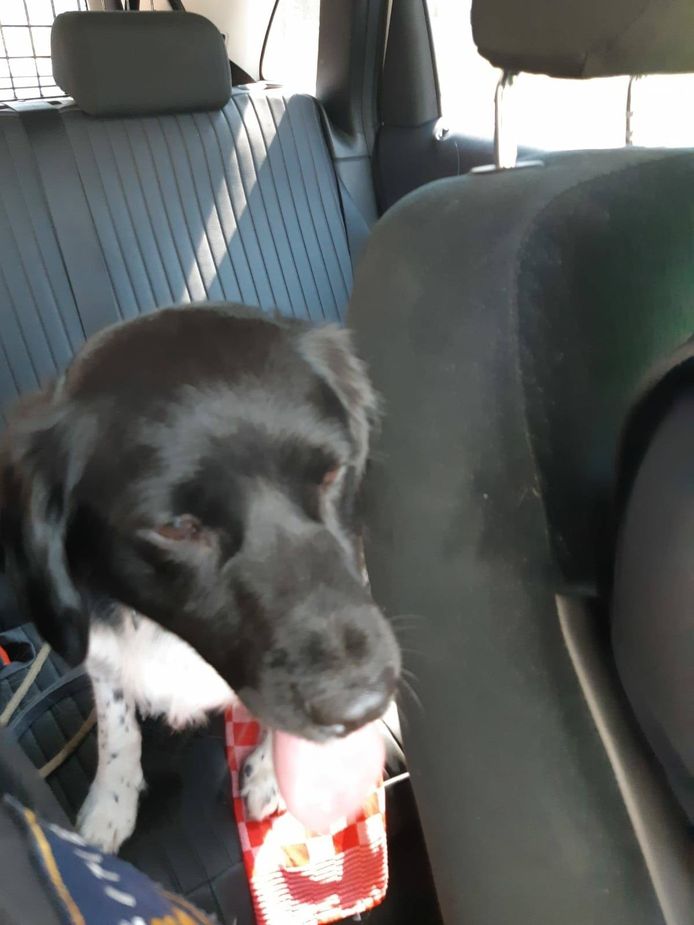 Politie bevrijdt hond uit snikhete auto in Amstelveen .. - Oozo.nl