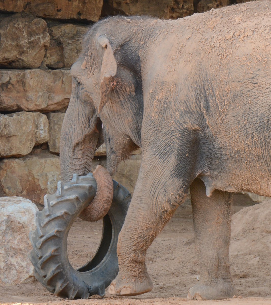 FLAT TIRE in the trunk: The enterprising zoo elephants have opened a ...