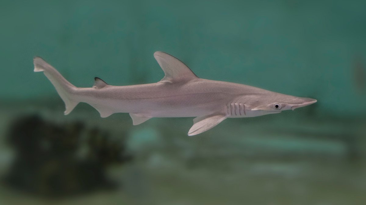 Bonnethead Shark Aquarium