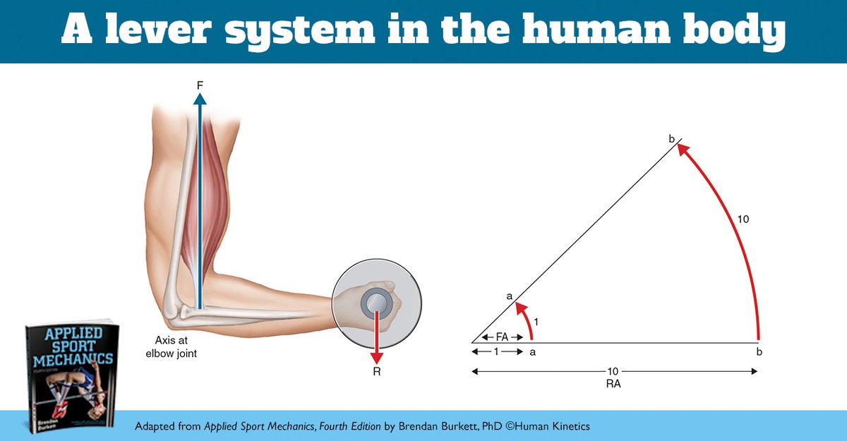 Bicep Curls Diagram