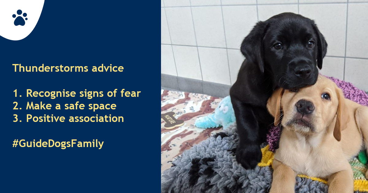 Can Guide Dogs Read Signs