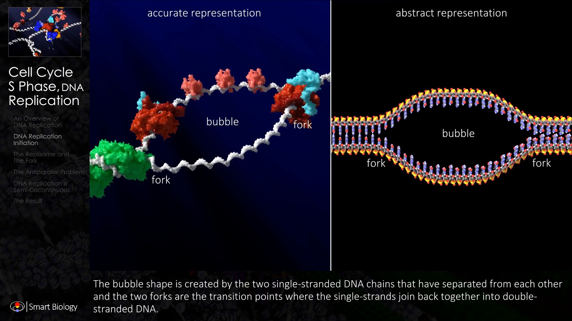 Dna Replication Animation