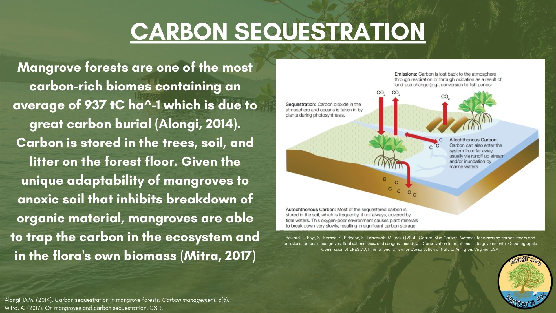 Mangrove Forest Diagram