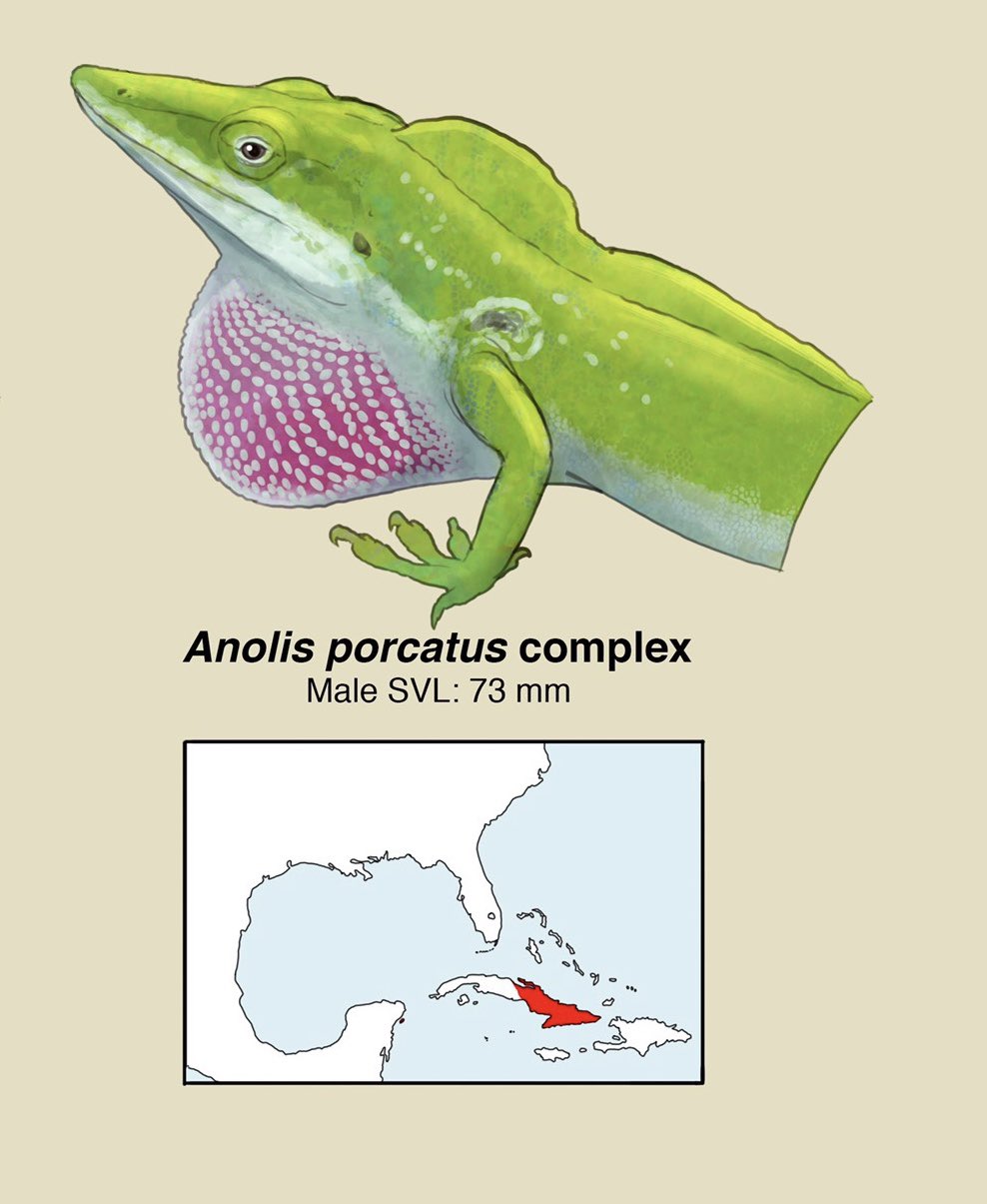 Anolis Porcatus