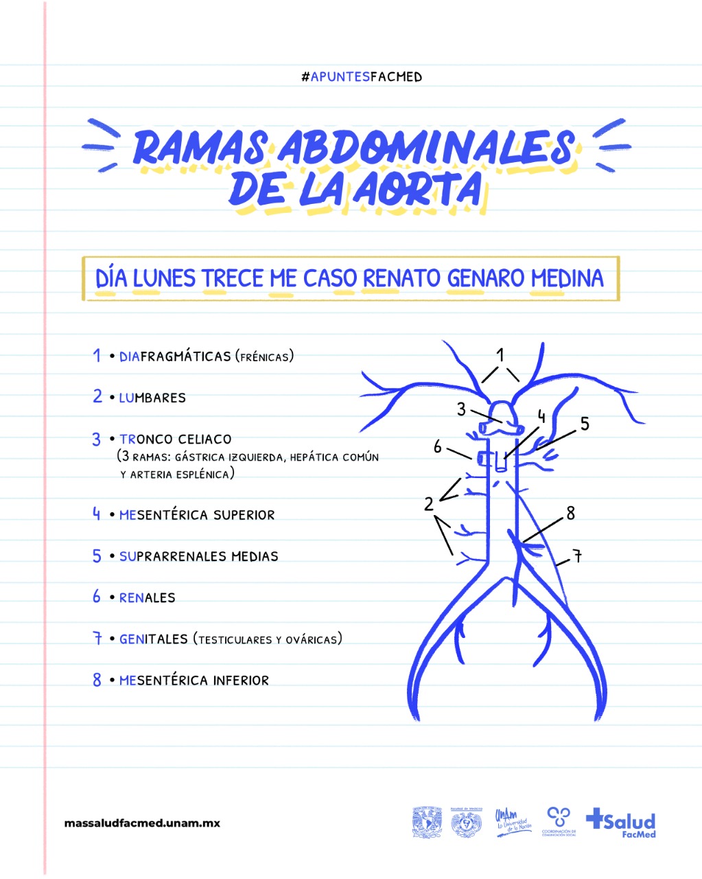 Anatomía De La Aorta Abdominal, Ramas