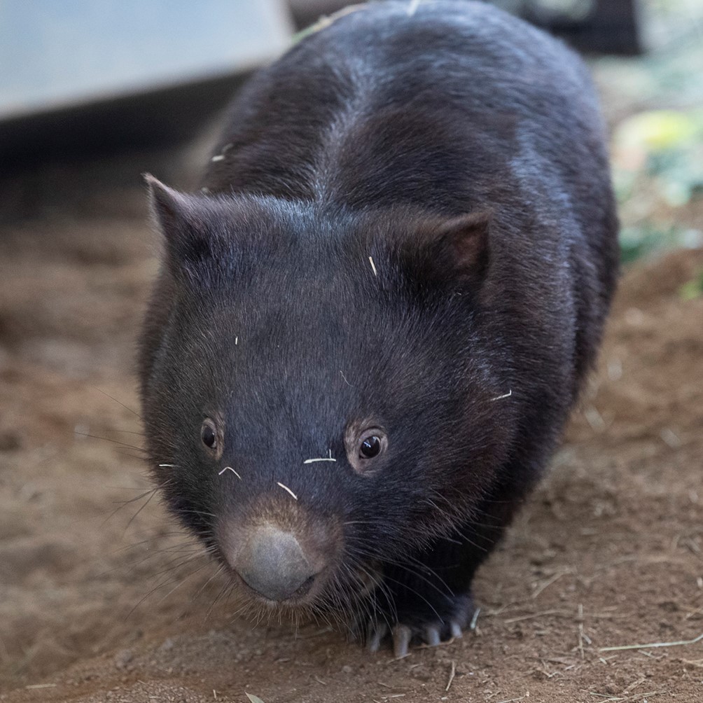 Baby Wombats Running