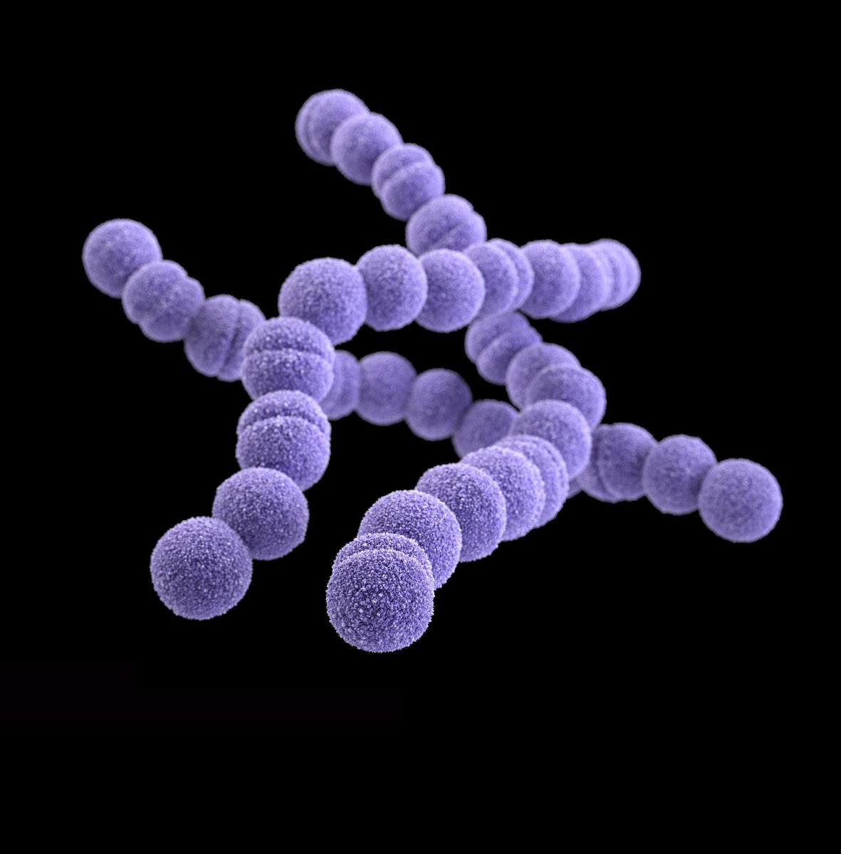 كيف نفرق بين الstaphylococcus و streptococcus؟ بداية لازم نعرف انهم ...