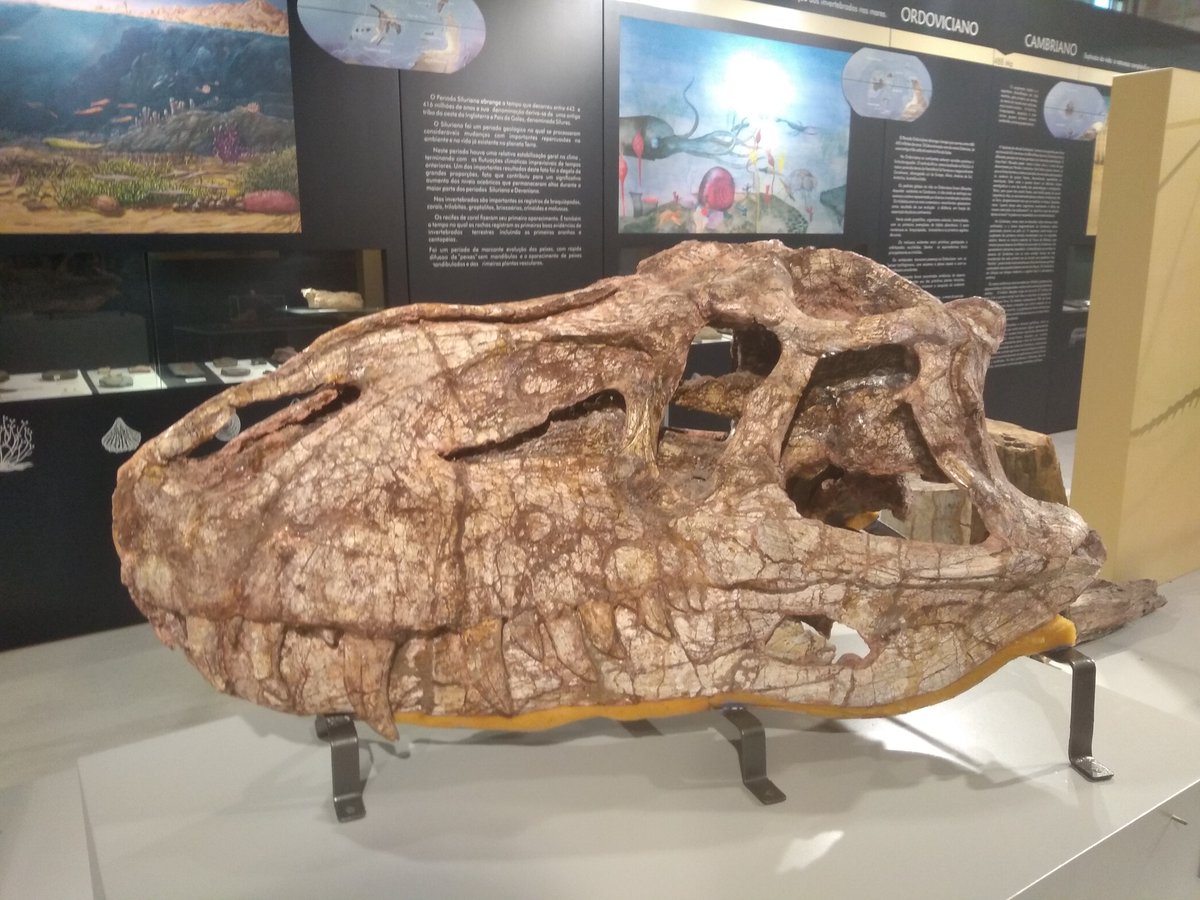 Prestosuchus Skull