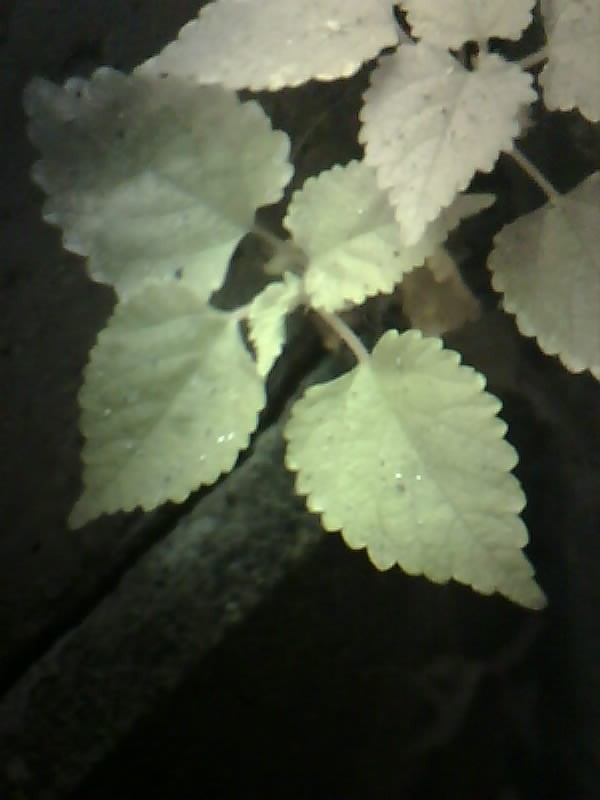 Sanasol on Twitter: "m5cameraを使ってNikonのFMをデジカメ化したよ。 FMは未改造で、シャッターと画像取得が連動します! 撮れる画像は...(黒いのは多分カビ)…