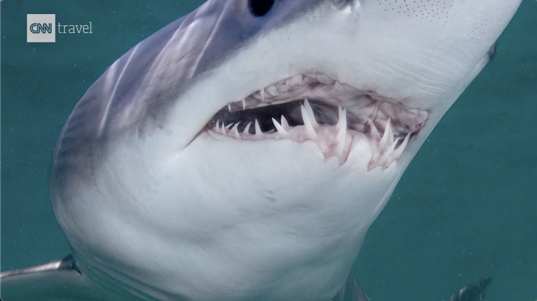 "Shark Week's" Joe Romeiro captures heart-racing photos and videos of ...